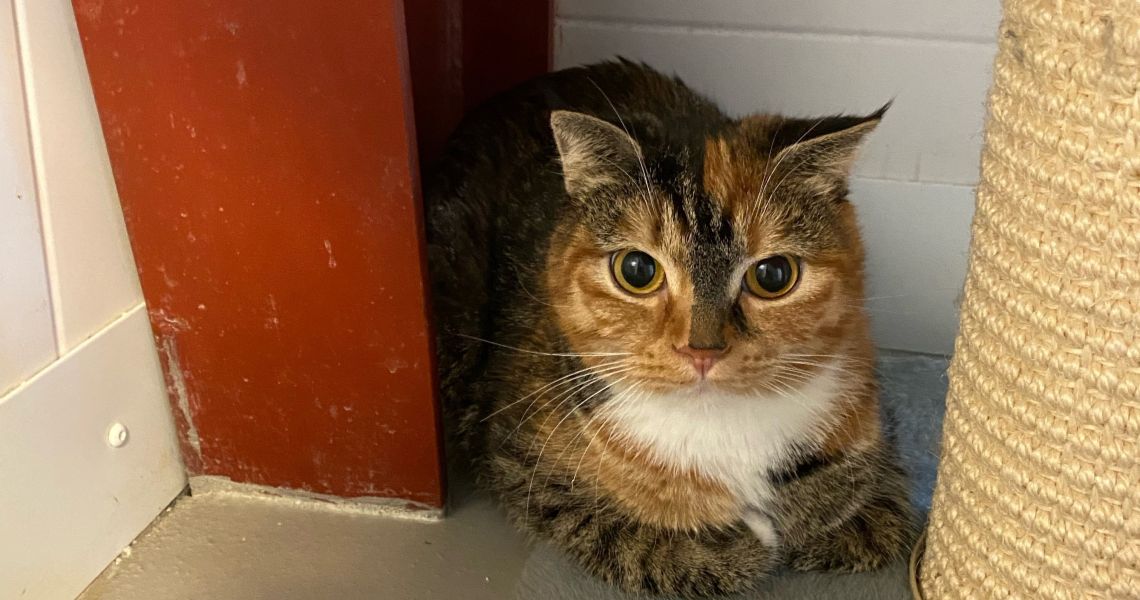 Kat dumpet på motorvej | Dyrenes Beskyttelse